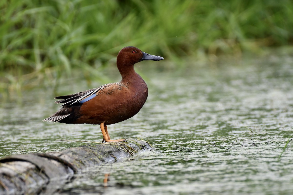 eBird Checklist - 18 May 2025 - Sauvie Island--Rentenaar Rd. - 30 species