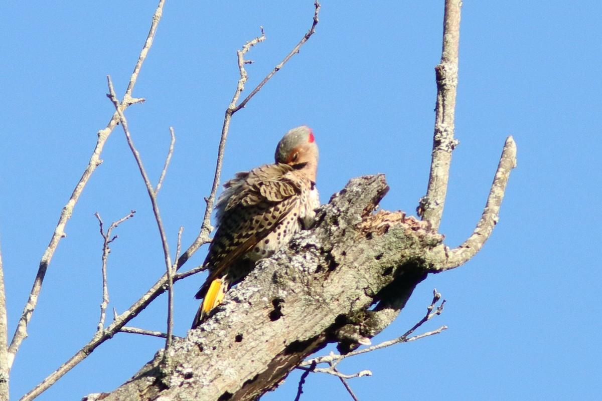 eBird Checklist - 18 May 2025 - Tyler SP - 68 species