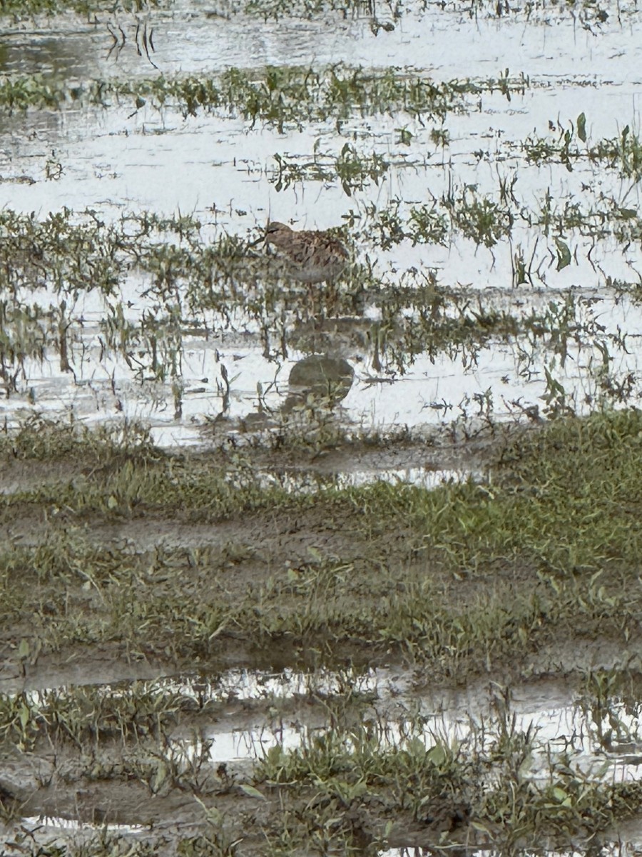 eBird Checklist - 18 May 2025 - Ridgefield NWR--River 'S' Unit - 17 species
