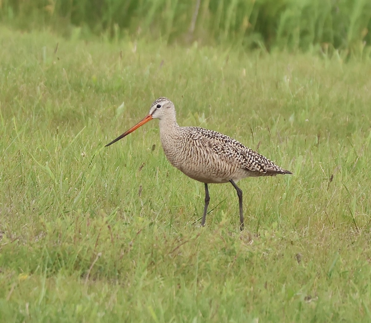 ML636067558 - Marbled Godwit - Macaulay Library