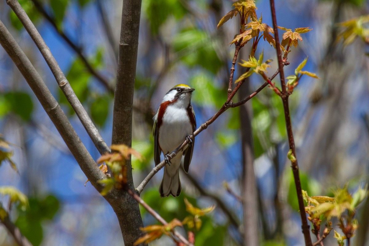 eBird Checklist - 13 May 2025 - Meadowbrook Forest - 26 species