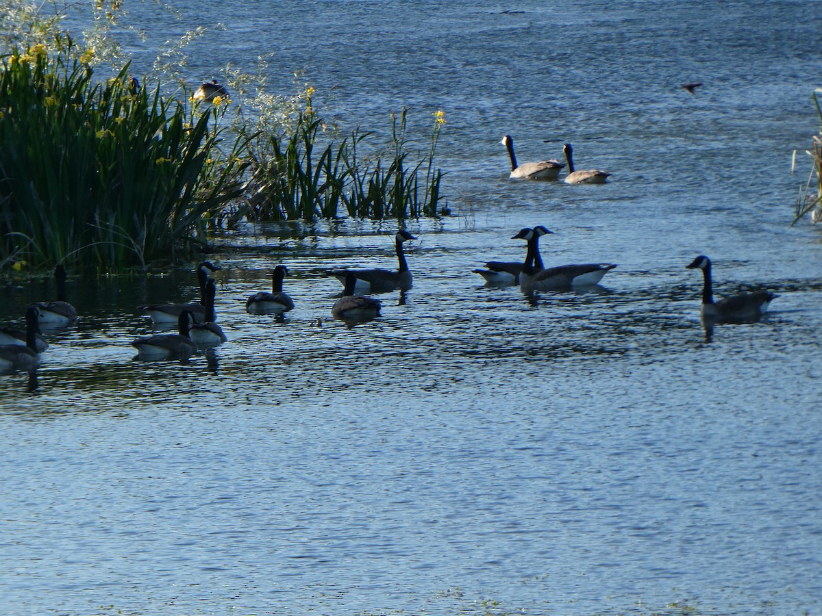 eBird Checklist - 18 May 2025 - American River Parkway behind condo ...