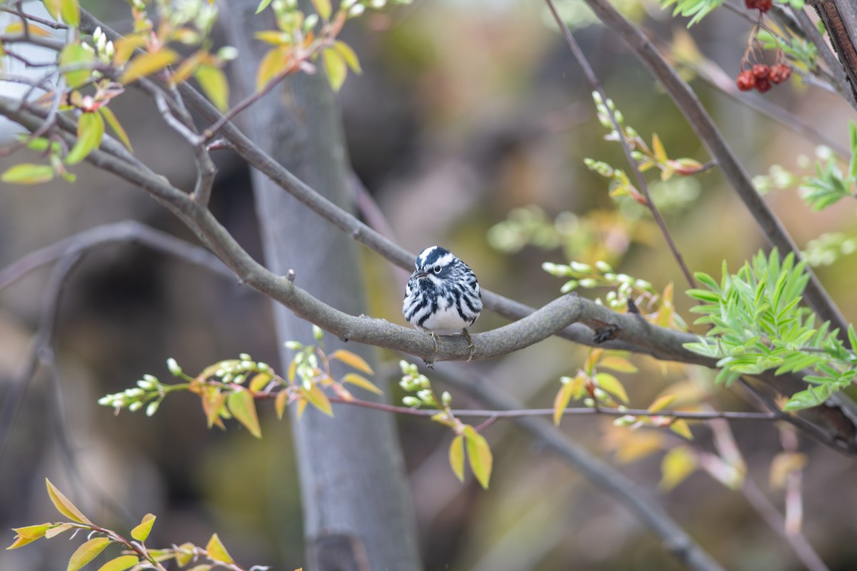 eBird Checklist - 16 May 2025 - Duluth--Chester Bowl - 10 species