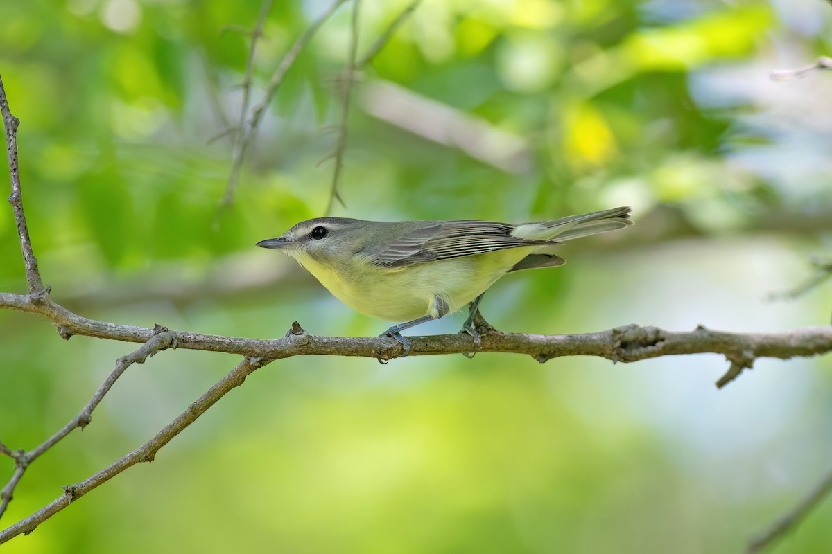 eBird Checklist - 18 May 2025 - Edwin B. Forsythe NWR--Cedar Bonnet ...