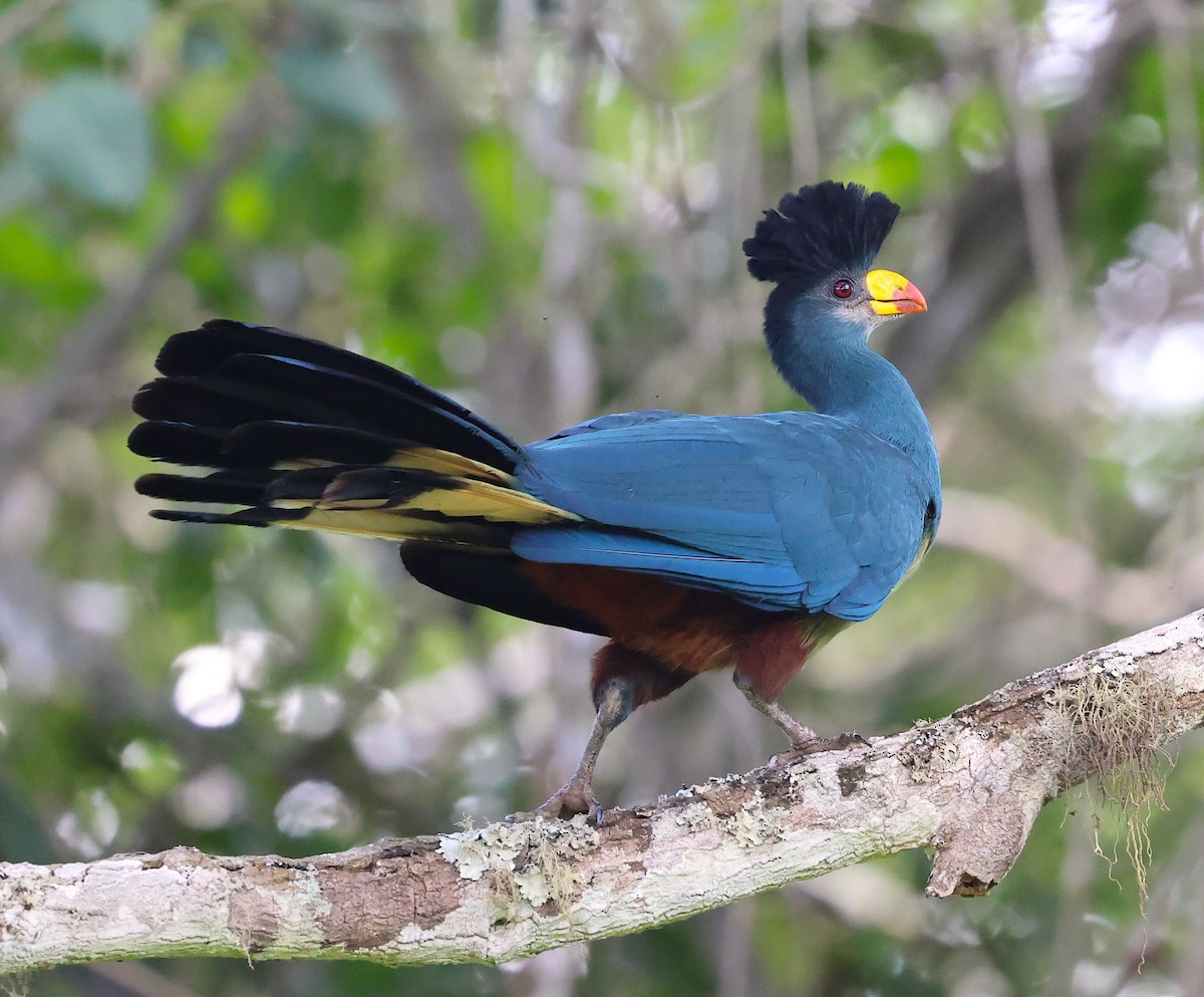 eBird Checklist - 9 May 2025 - Minziro Forest Reserve - 110 species