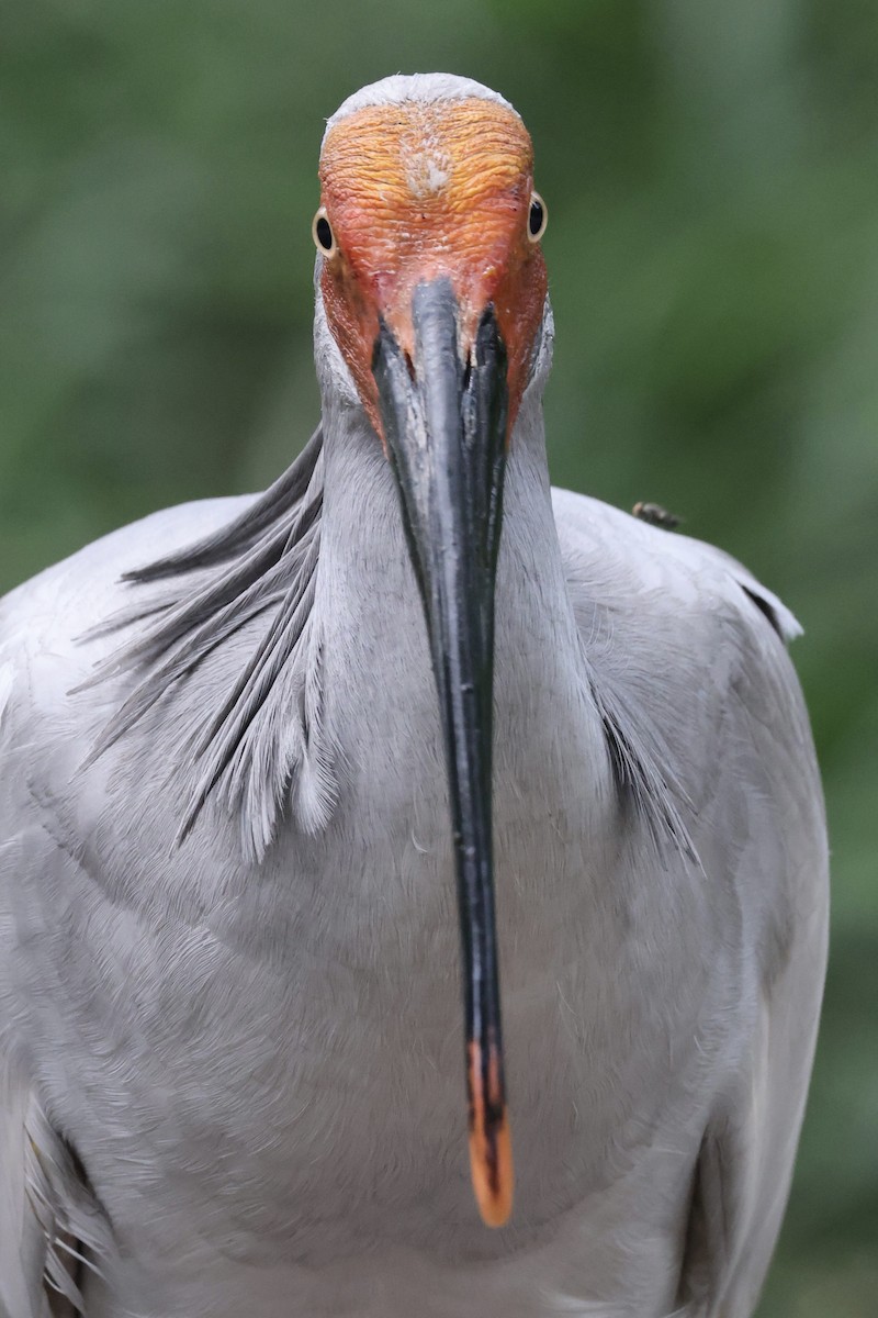 eBird Checklist - 19 May 2025 - Ibis puddle - 1 species