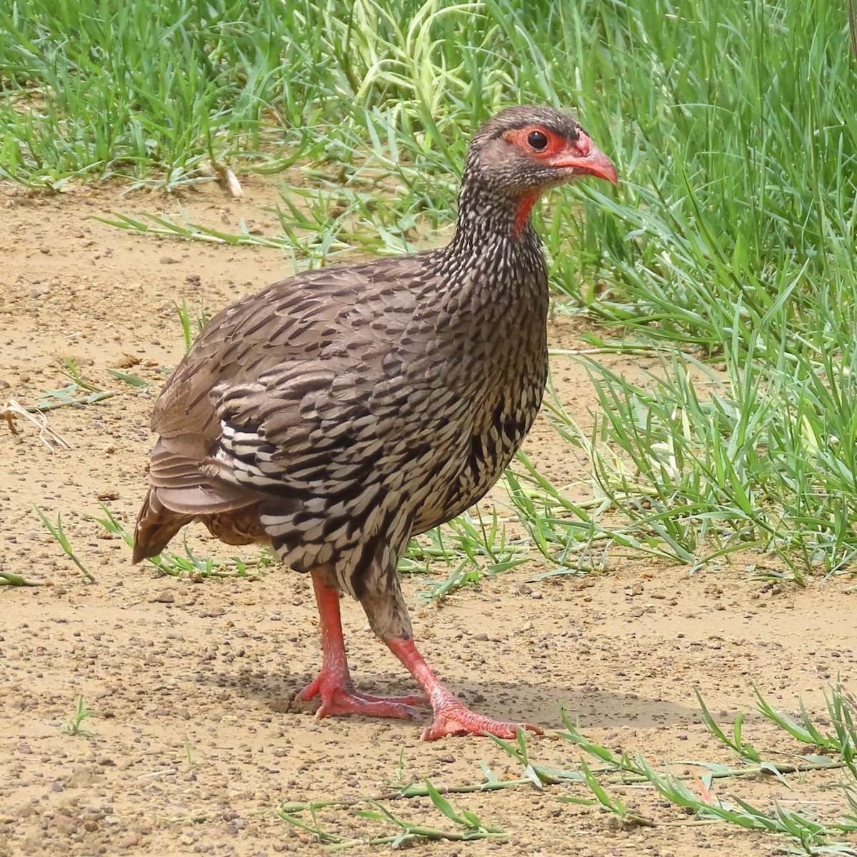 ML636090380 - Red-necked Spurfowl - Macaulay Library