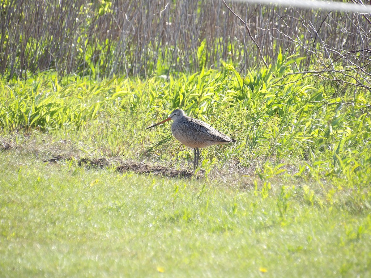ML636093627 - Marbled Godwit - Macaulay Library