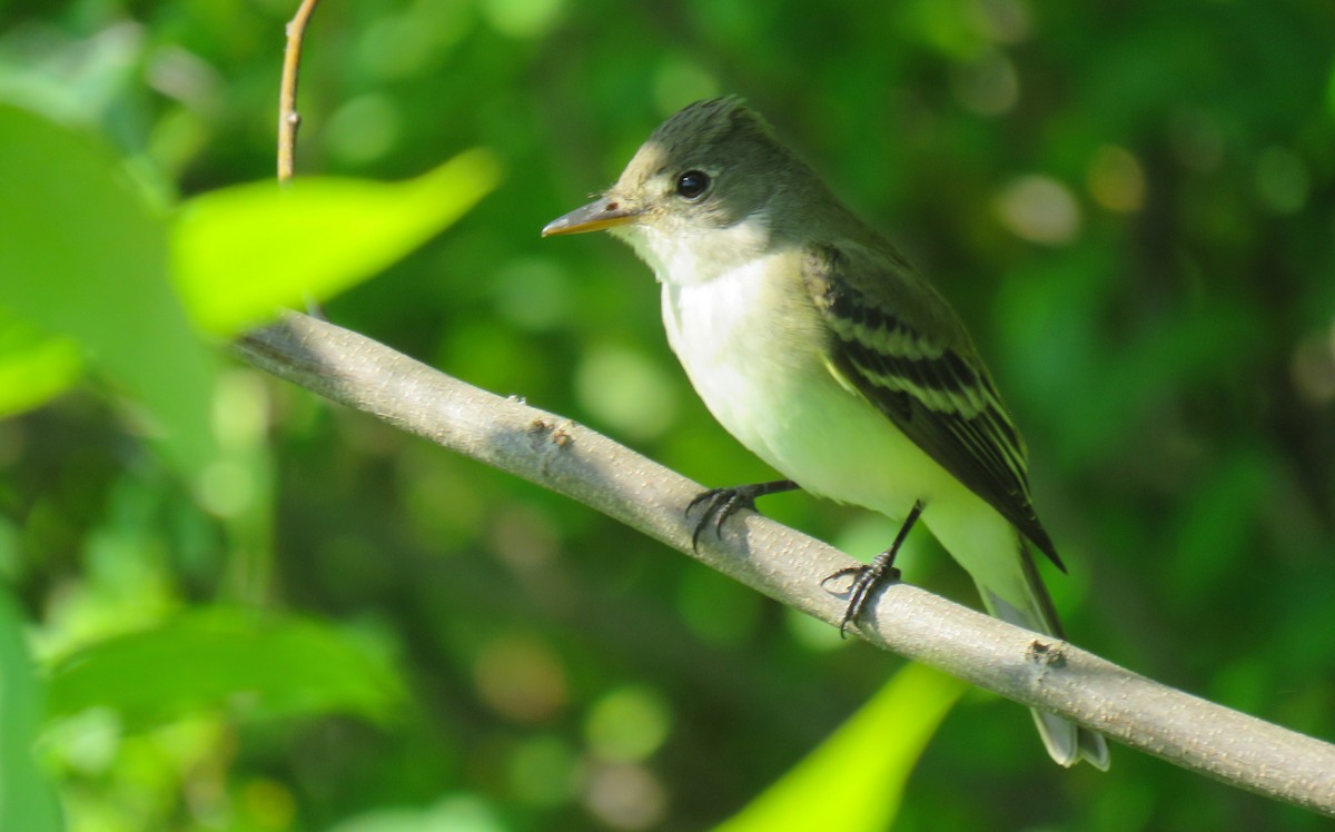 eBird Checklist - 19 May 2025 - Manassas National Battlefield Park ...