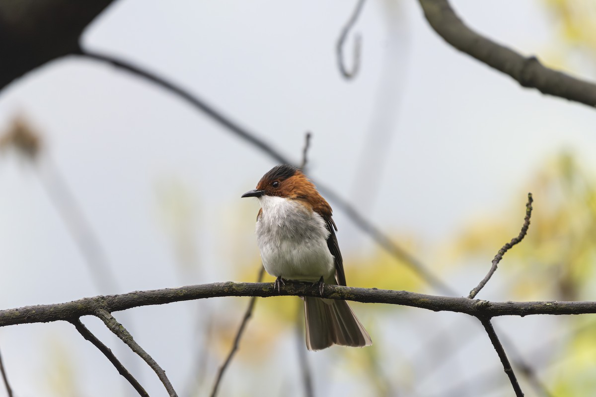 ML636097770 - Chestnut Bulbul - Macaulay Library