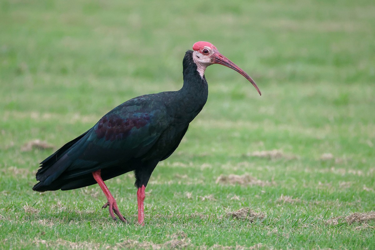 ML636099471 - Southern Bald Ibis - Macaulay Library