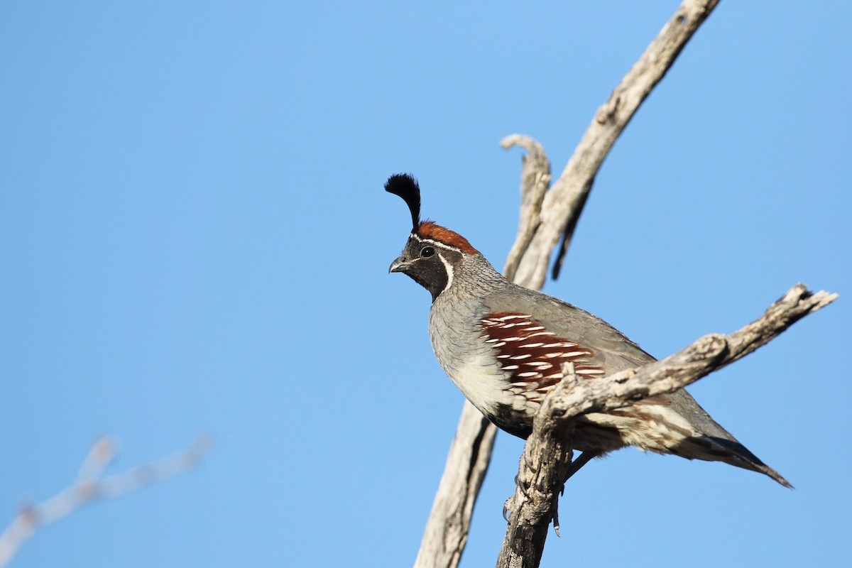 eBird Checklist - 29 Jun 2021 - Pantano Wash - 33 species