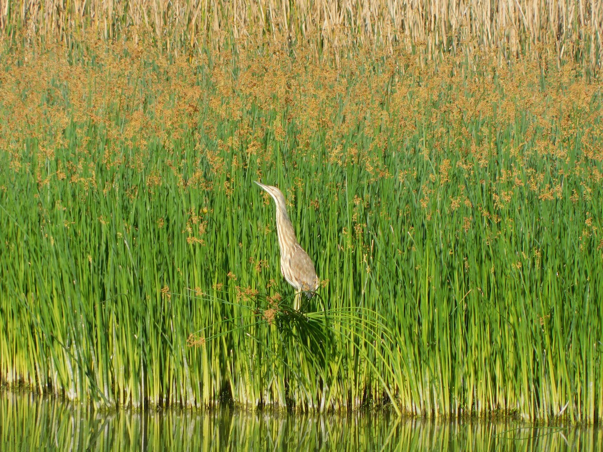 eBird Checklist - 19 May 2025 - IRWD San Joaquin Marsh & Wildlife ...