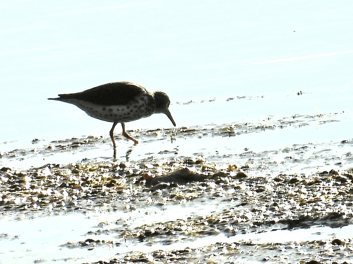 eBird Checklist - 19 May 2025 - Waneka Lake/Greenlee Preserve - 19 species