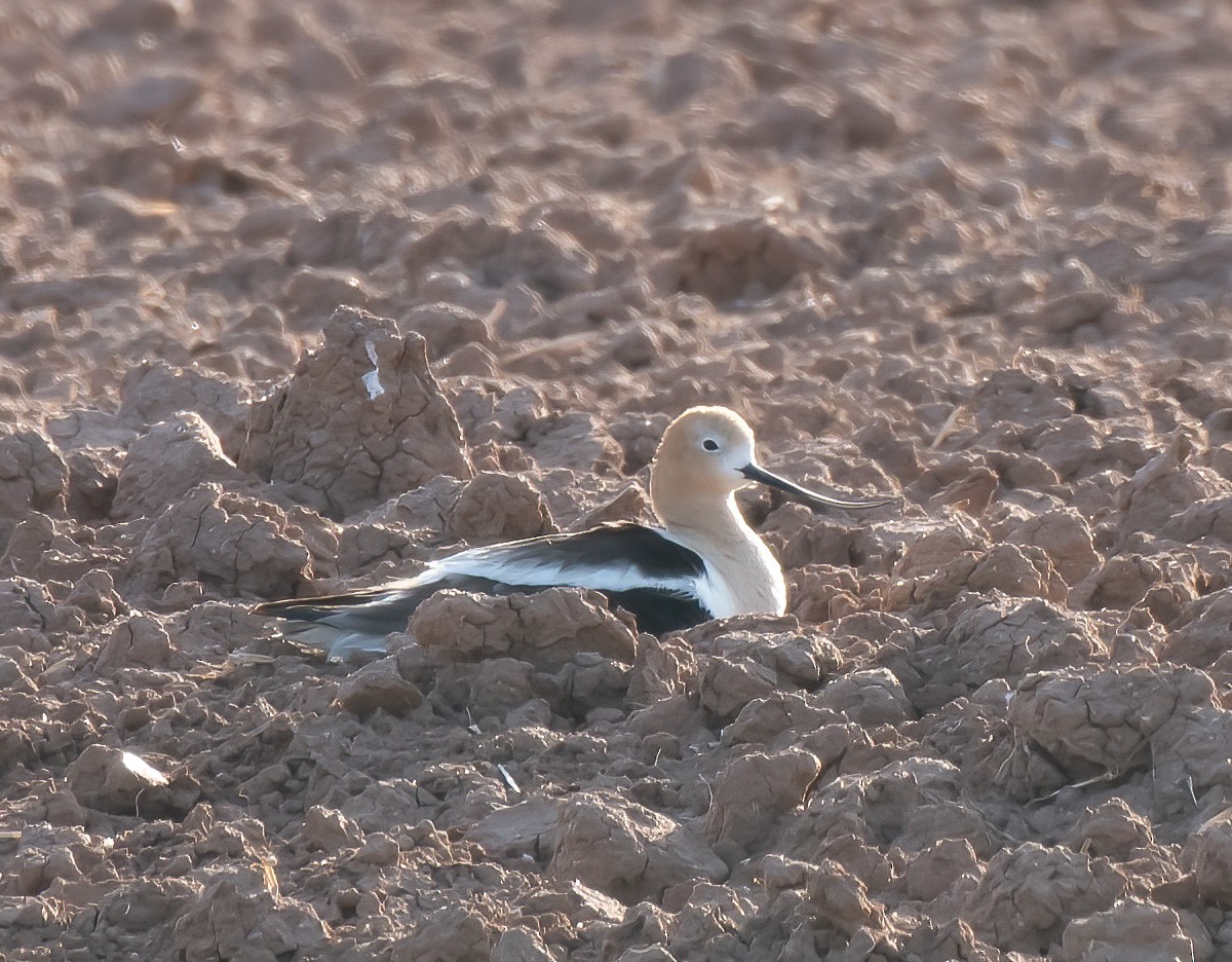 eBird Checklist - 18 May 2025 - Riparian Preserve at Gilbert Water ...