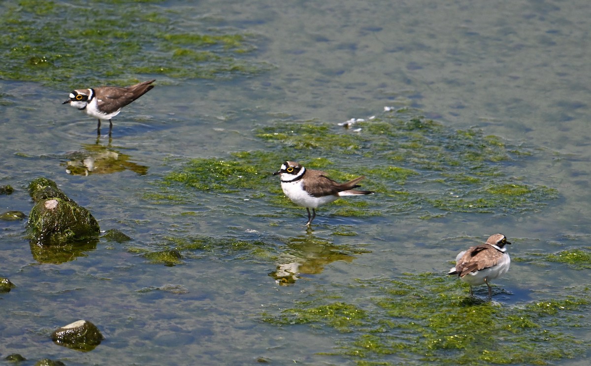 eBird Checklist - 26 Apr 2025 - Makara beach & estuary (Παραλία ...
