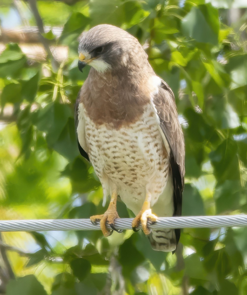 eBird Checklist - 19 May 2025 - Waneka Lake/Greenlee Preserve - 24 species