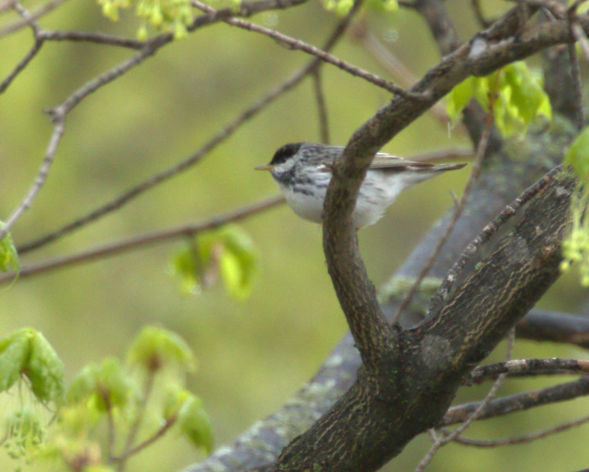 ML636123370 - Blackpoll Warbler - Macaulay Library