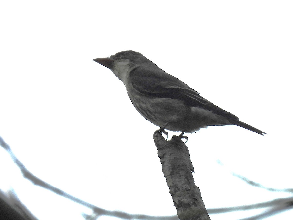 eBird Checklist - 19 May 2025 - Canby Community Park - 19 species (+1 ...