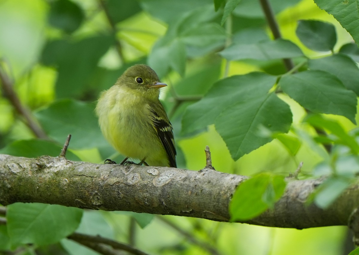 eBird Checklist - 19 May 2025 - Elsen's Hill, West DuPage Woods Forest ...