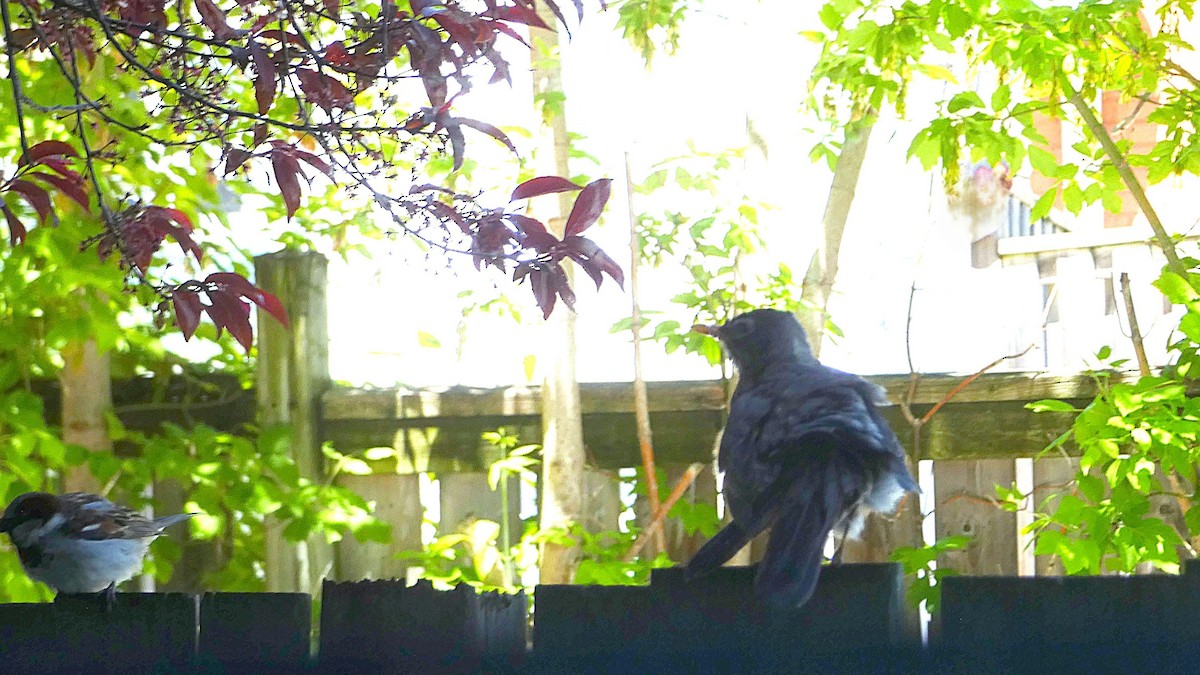 eBird Checklist - 19 May 2025 - King East, Kitchener, ON, Canada - 2 ...