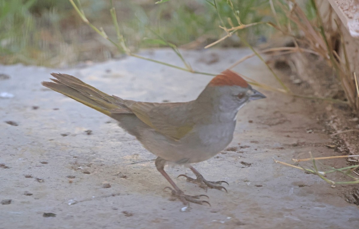 eBird Checklist - 19 May 2025 - My Yard - Chandler, AZ - 11 species