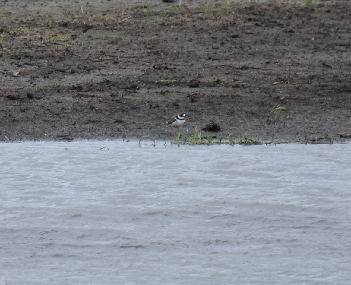 eBird Checklist - 16 May 2025 - 17464 220 Street, Audubon, Minnesota ...