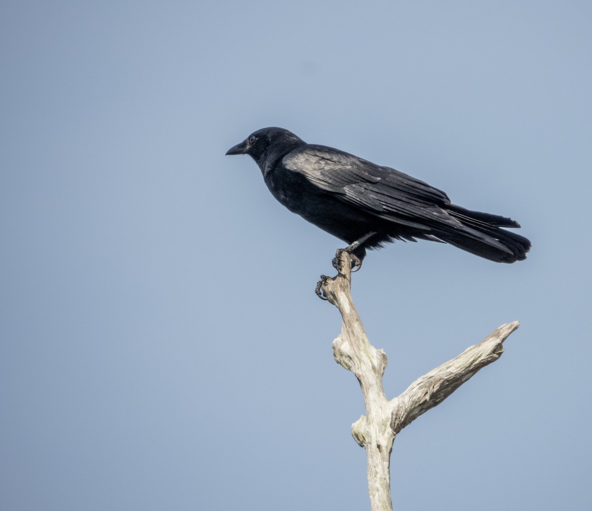 ML636138727 - Fish Crow - Macaulay Library
