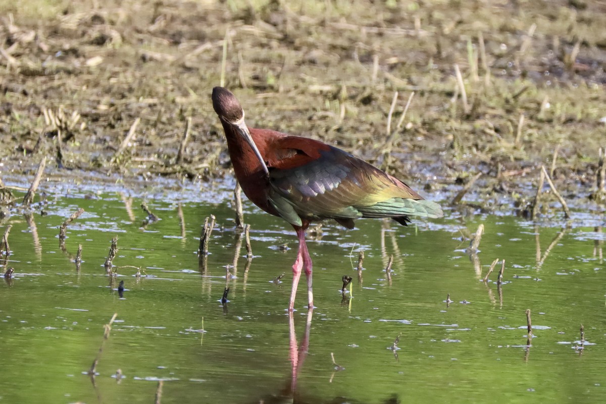eBird Checklist - 19 May 2025 - 4600–4732 County Road 28, Waterloo US ...
