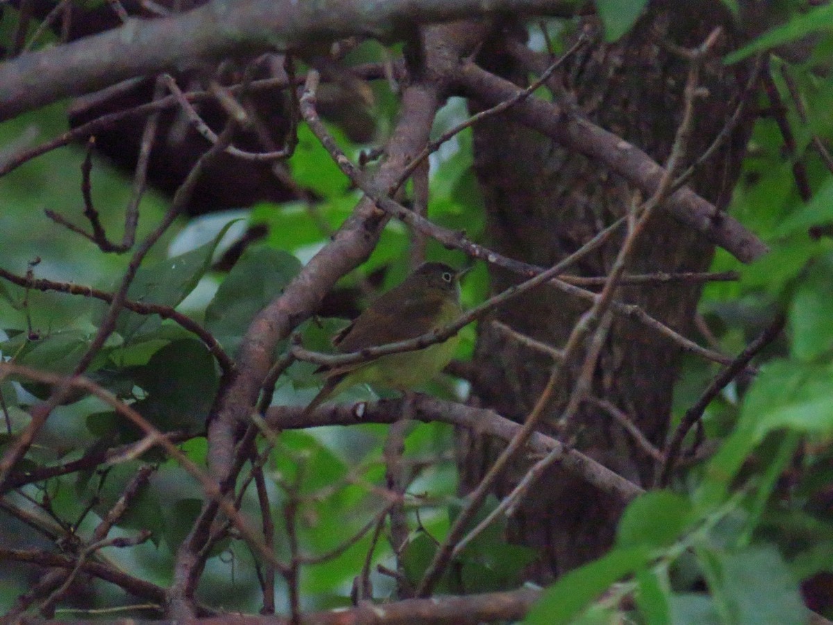 eBird Checklist - 20 May 2025 - Wilderness Park--S. 1st and Calvert St ...