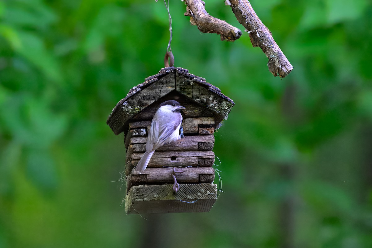 Pennsylvania Bird Atlas Checklist - 20 May 2025 - Dreamcatcher Farm - Home - 36 species