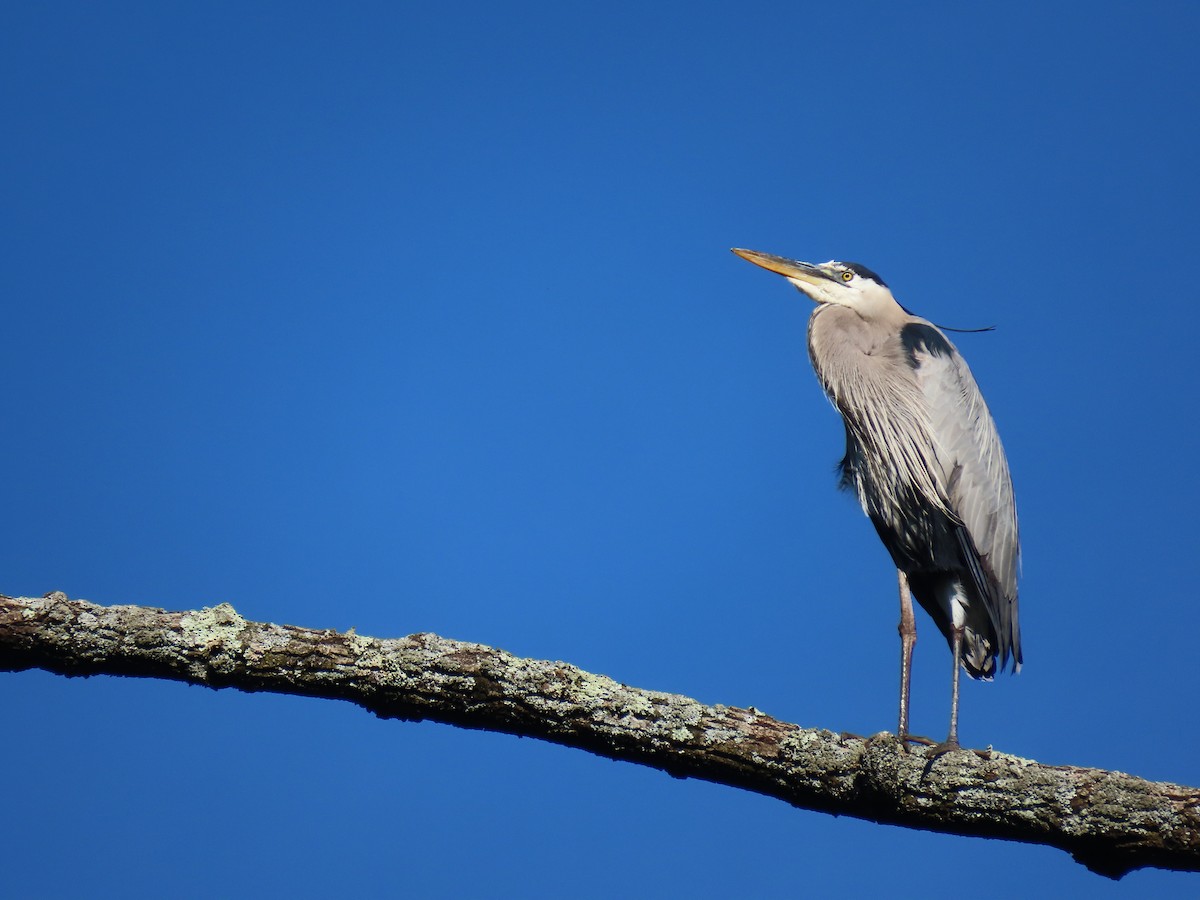Pennsylvania Bird Atlas Checklist - 20 May 2025 - Hibernia County Park - 57 species