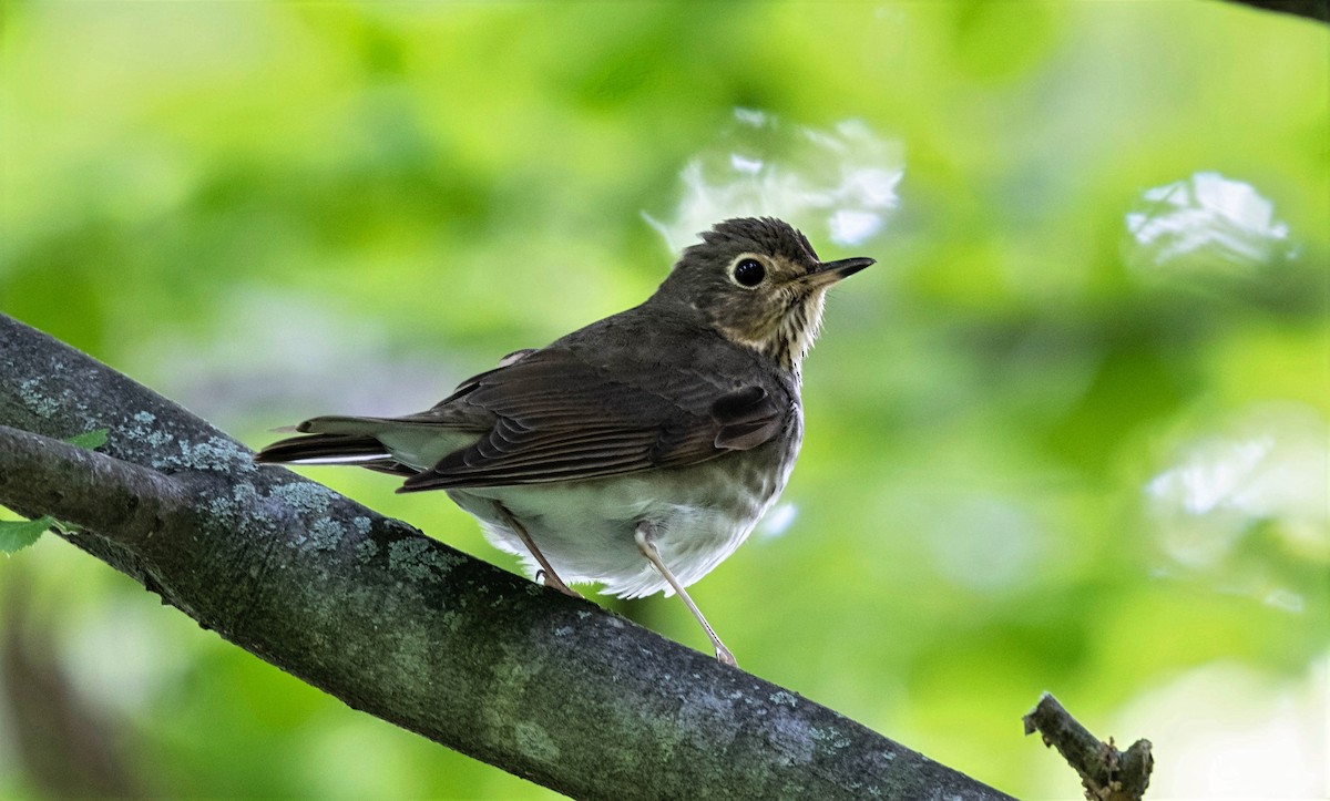 eBird Checklist - 20 May 2025 - Miantonomi Park - 41 species