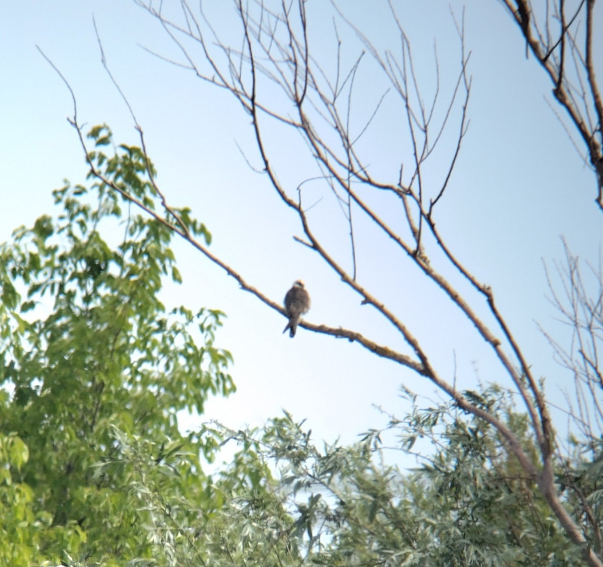 ML636183571 - Red-footed Falcon - Macaulay Library