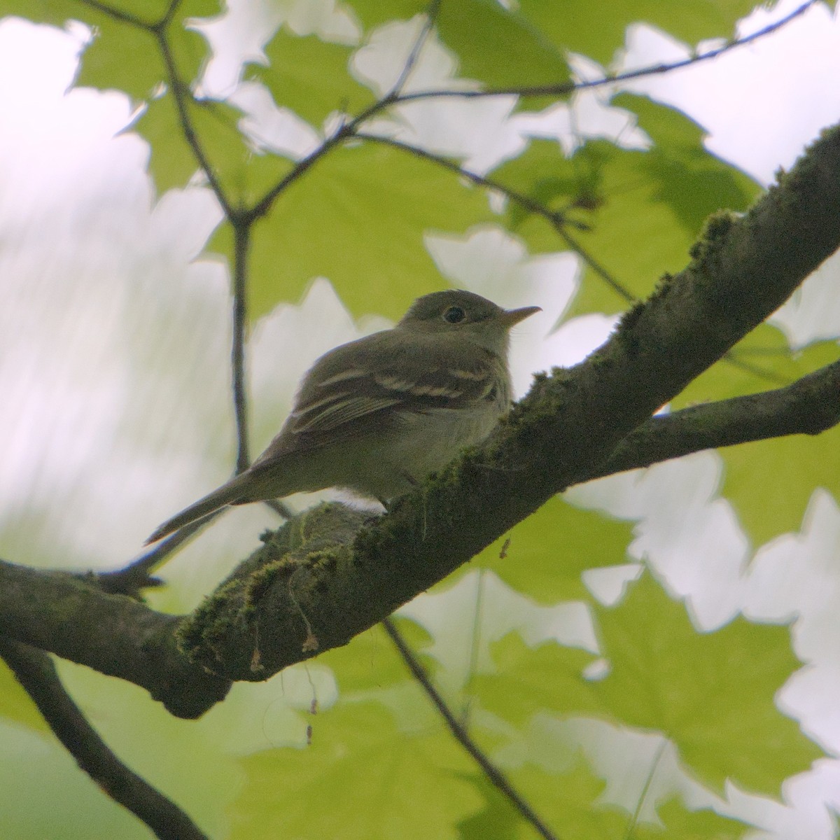 Pennsylvania Bird Atlas Checklist - 8 May 2025 - Lower Trail--Cove Dale ...