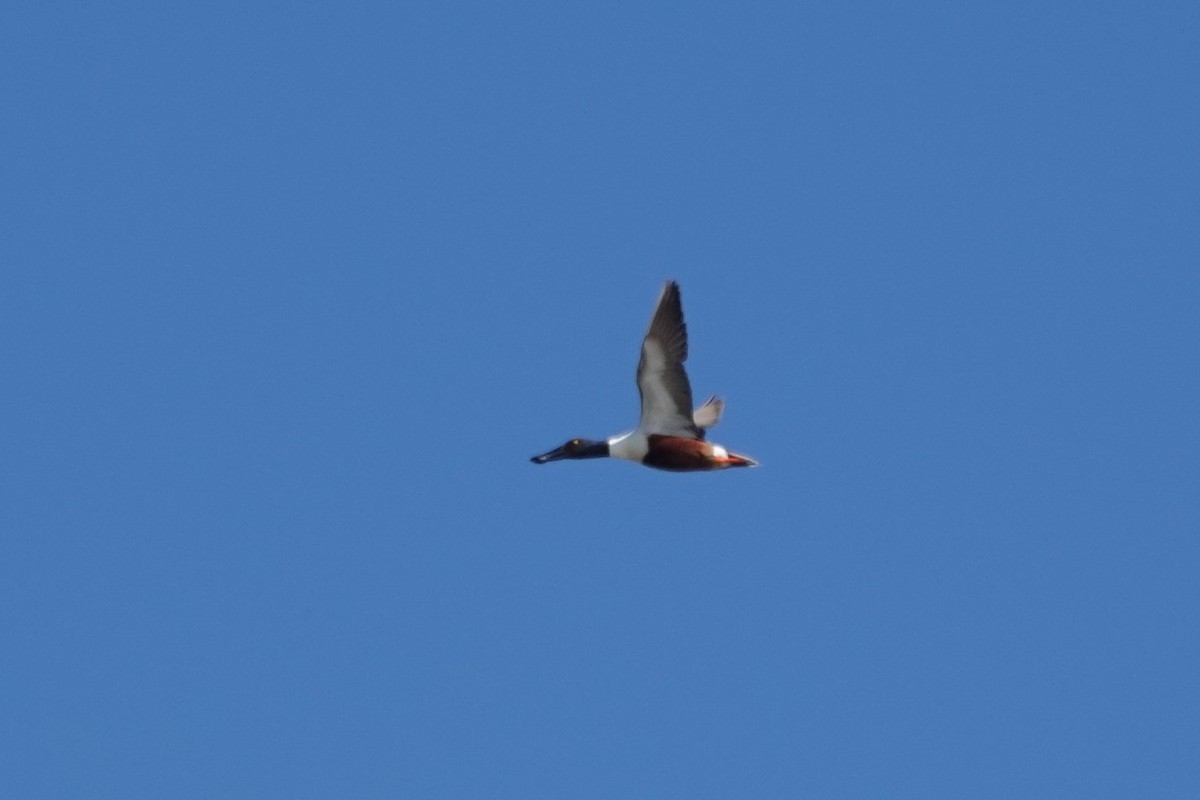 eBird Checklist - 20 May 2025 - Piute Ponds (permit required) - 82 ...