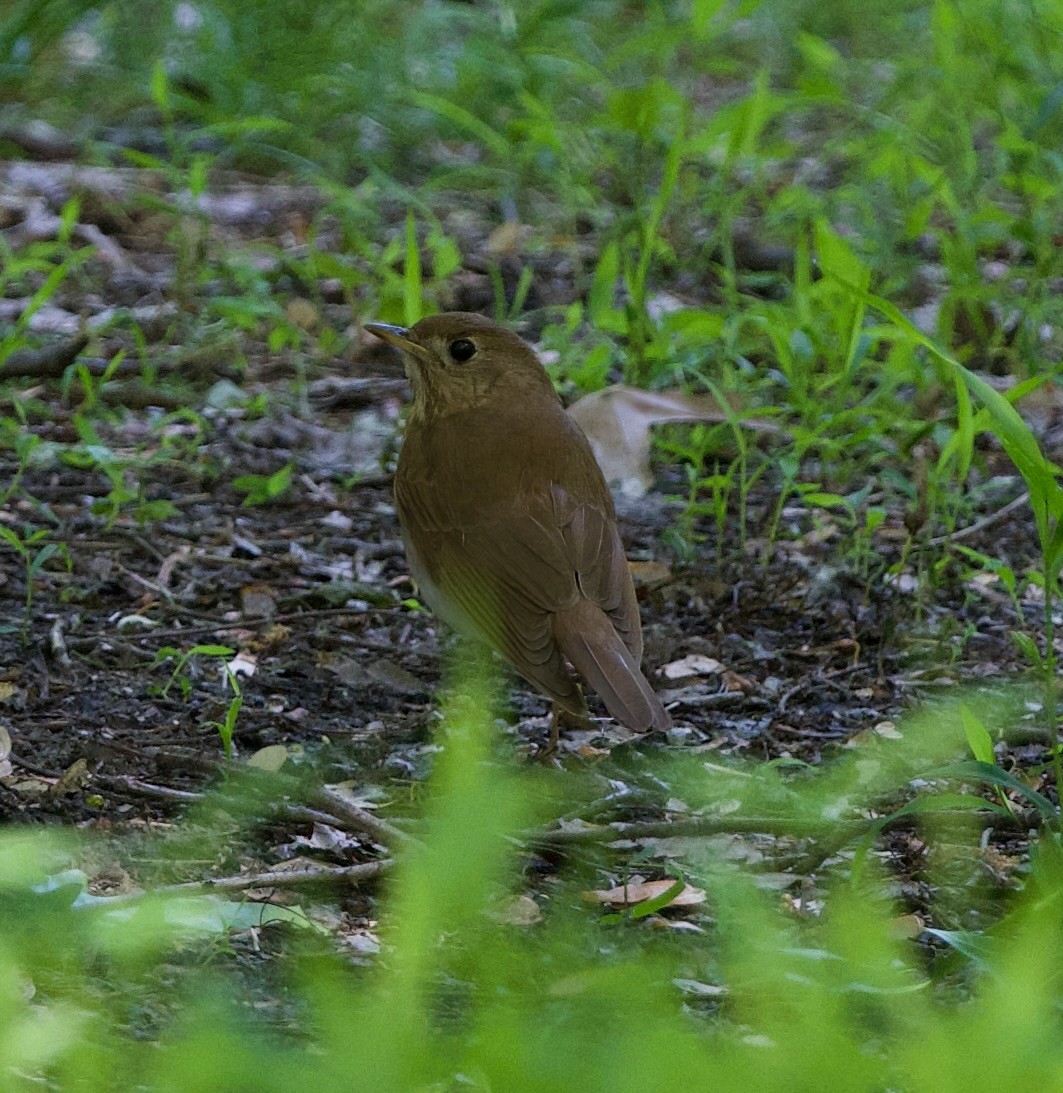 eBird Checklist - 20 May 2025 - Meadowlands IBA--Losen Slote Creek Park - 45 species