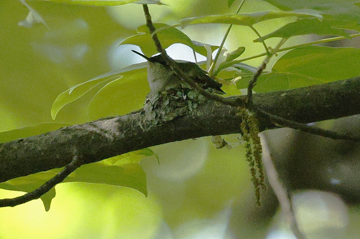 eBird Checklist - 20 May 2025 - G.R. Thompson WMA--Trillium Trail - 32 ...