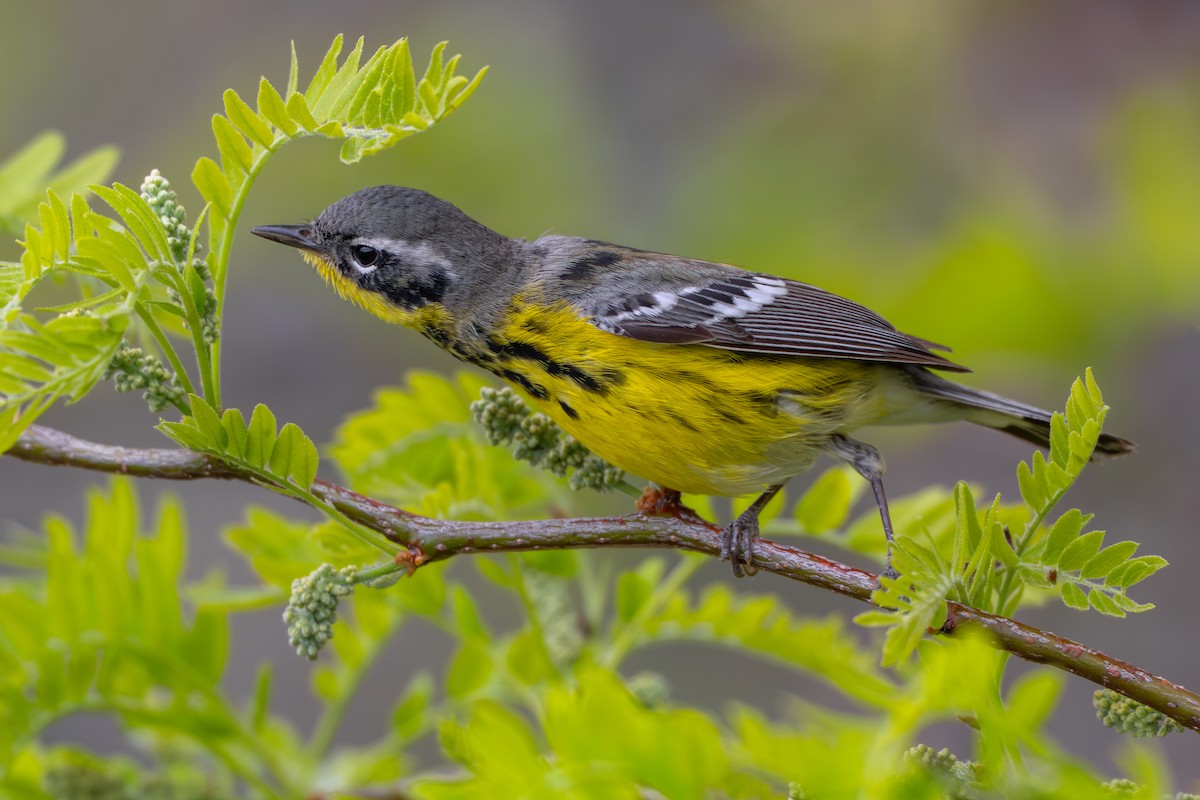 ML636200479 - Magnolia Warbler - Macaulay Library