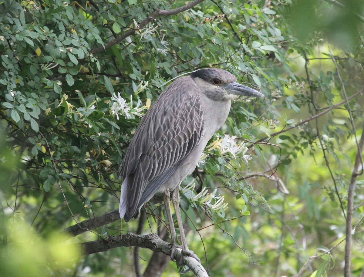 eBird Checklist - 20 May 2025 - Mutton Hunk Fen State Natural Area ...