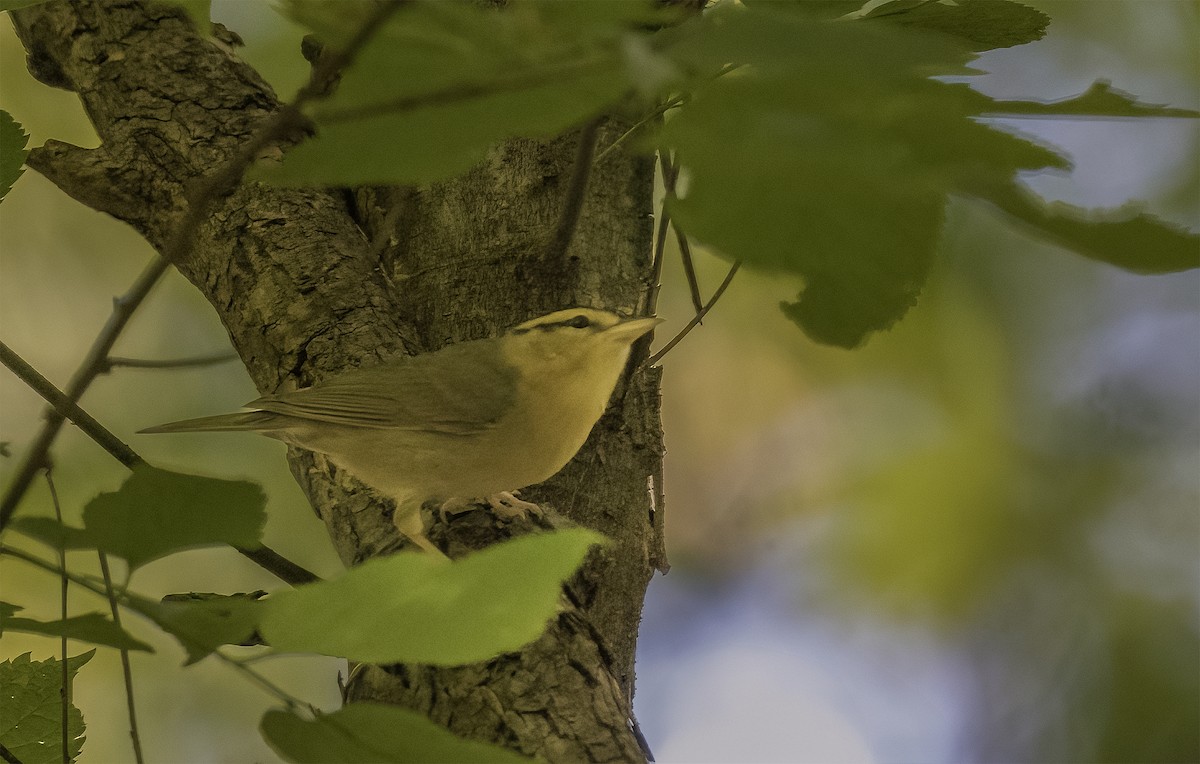 eBird Checklist - 18 May 2025 - Boone County Cliffs SNP (Visits by ...