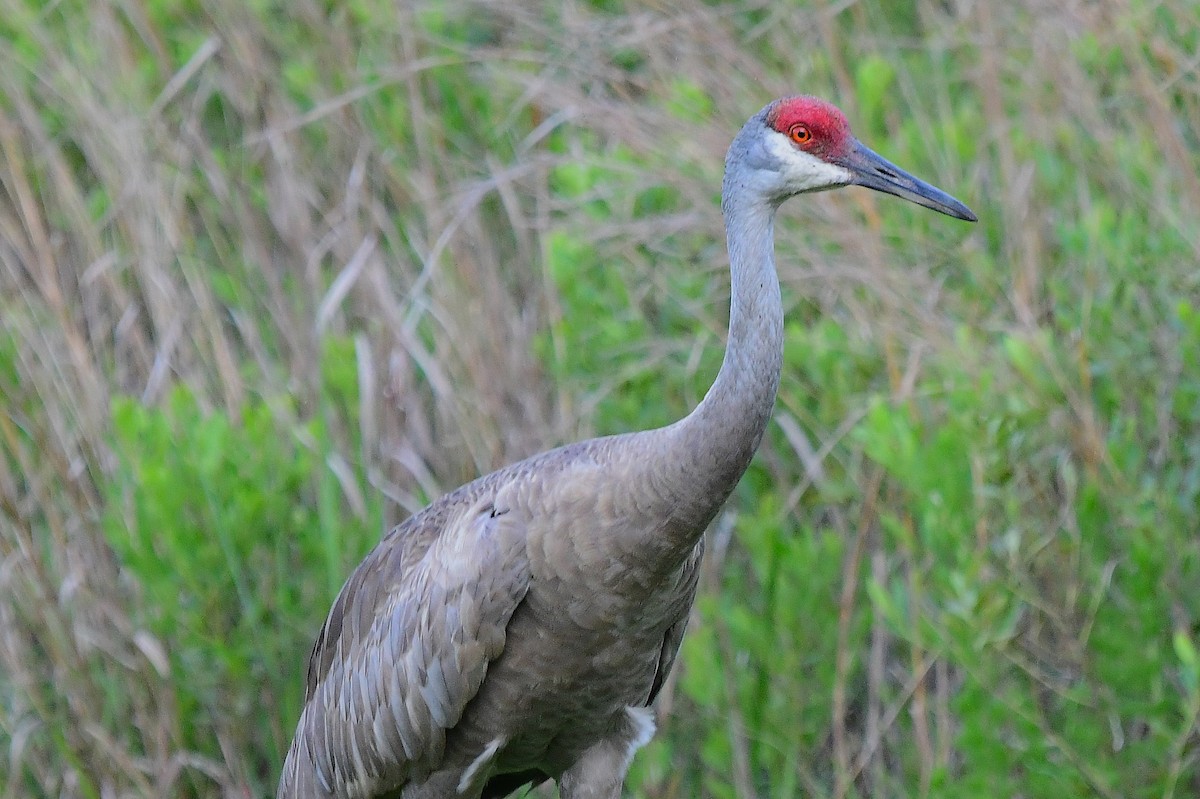 eBird Checklist - 20 May 2025 - Mississippi Sandhill Crane NWR--Gautier Unit - 15 species