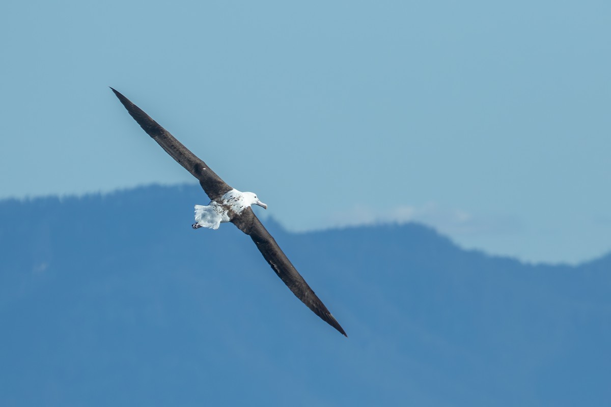 eBird Checklist - 20 May 2025 - Eaglehawk Neck Pelagic Trip - 31 ...