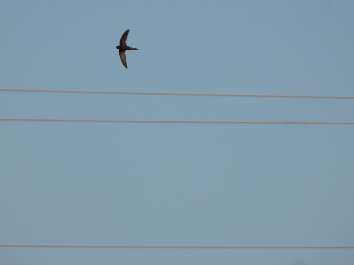 Israel Breeding Bird Atlas Checklist - 21 May 2025 - נחל הפרדסים - 28 ...