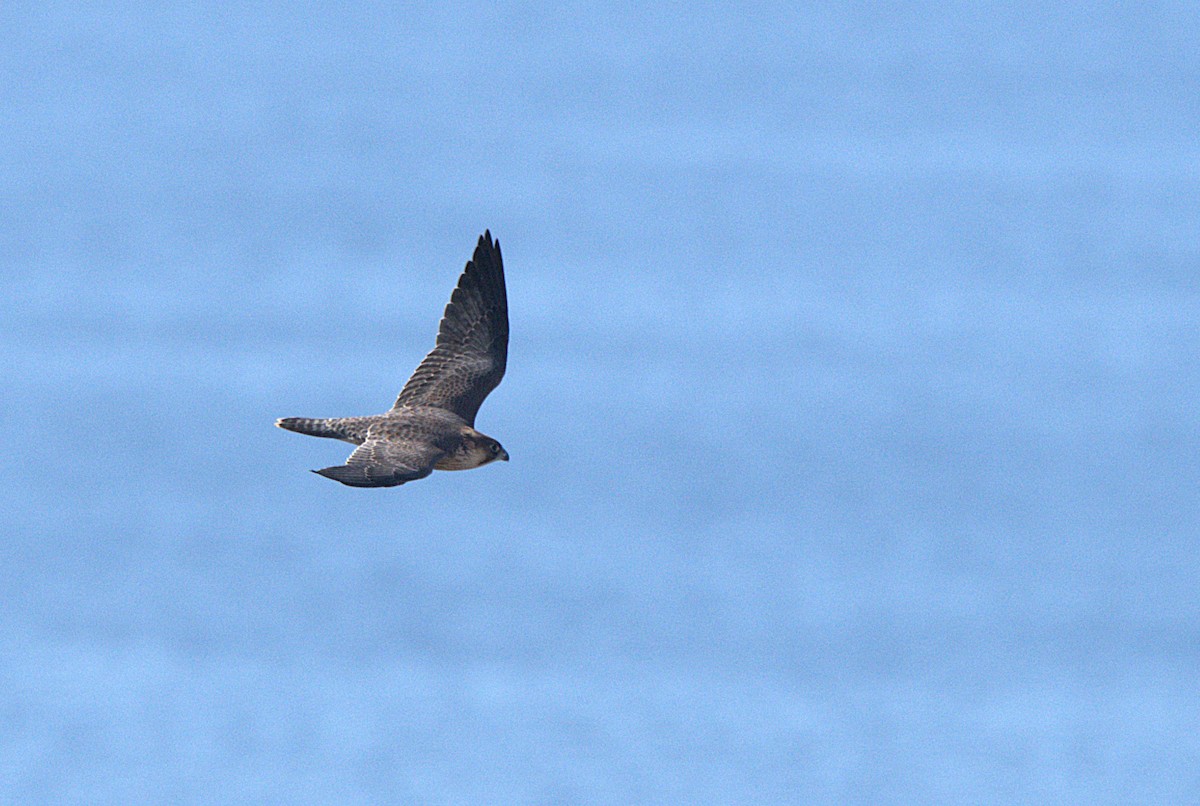 eBird Checklist - 21 May 2025 - Es Cap Blanc - 29 species