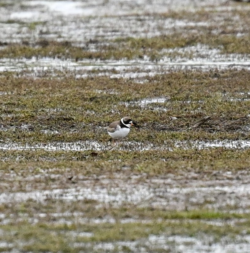 Pennsylvania Bird Atlas Checklist - 21 May 2025 - Ft. Indiantown Gap--Marquette Lake - 27 species