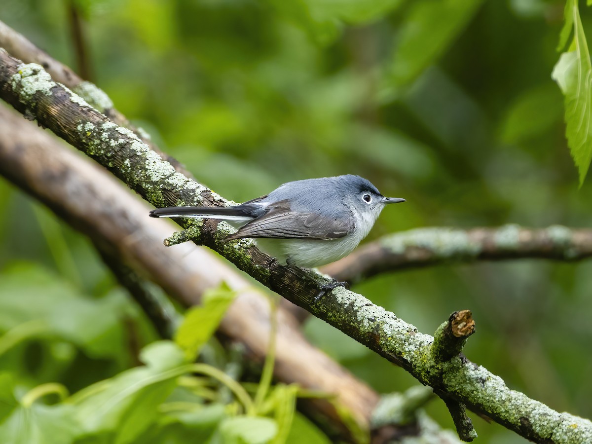 Israel Breeding Bird Atlas Checklist - 21 May 2025 - Willowbrook Farm ...
