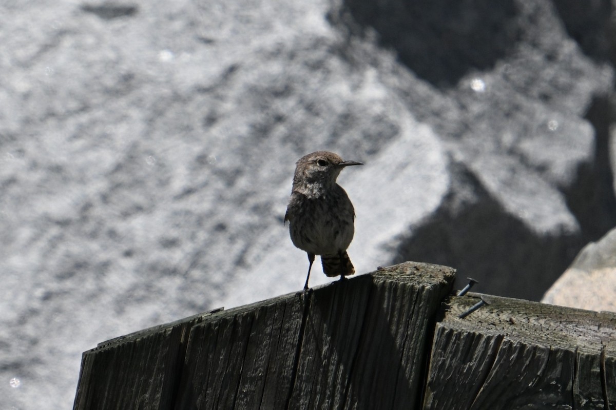 eBird Checklist - 20 May 2025 - French Meadows Reservoir - 28 species