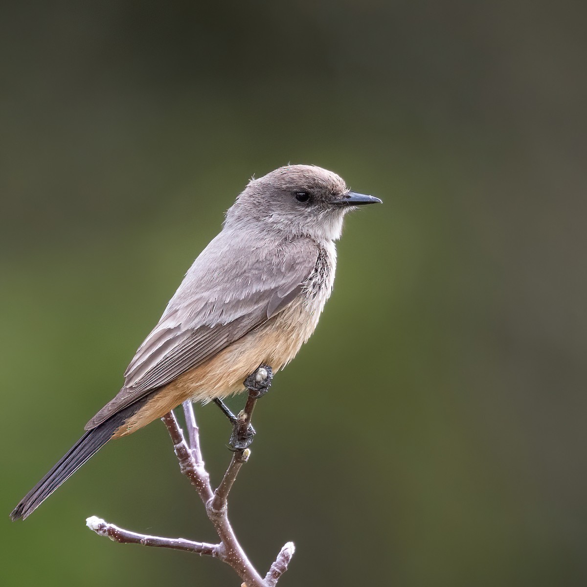 ML636257394 - Say's Phoebe - Macaulay Library