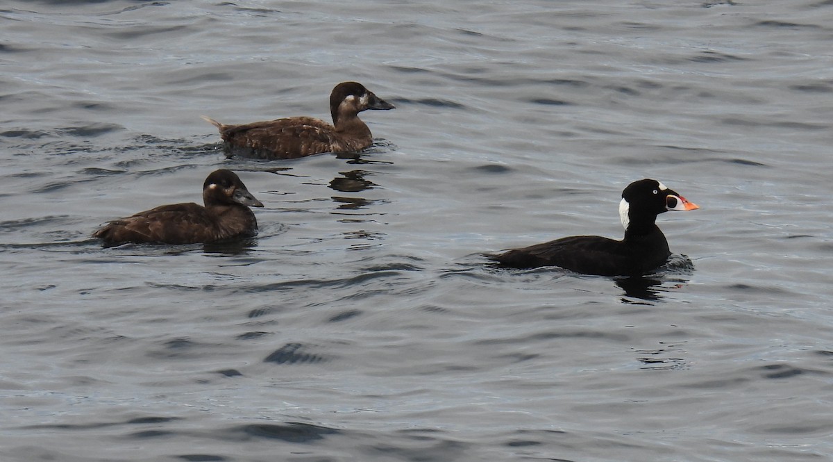 eBird Checklist - 21 May 2025 - Edmonds Public Fishing Pier - 13 species